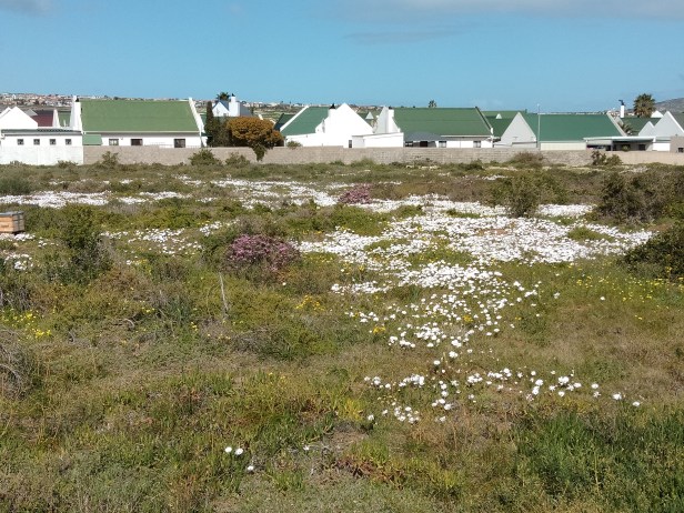 SPRING WILDFLOWERS – Postberg Nature Reserve, Langebaan (South Africa ...