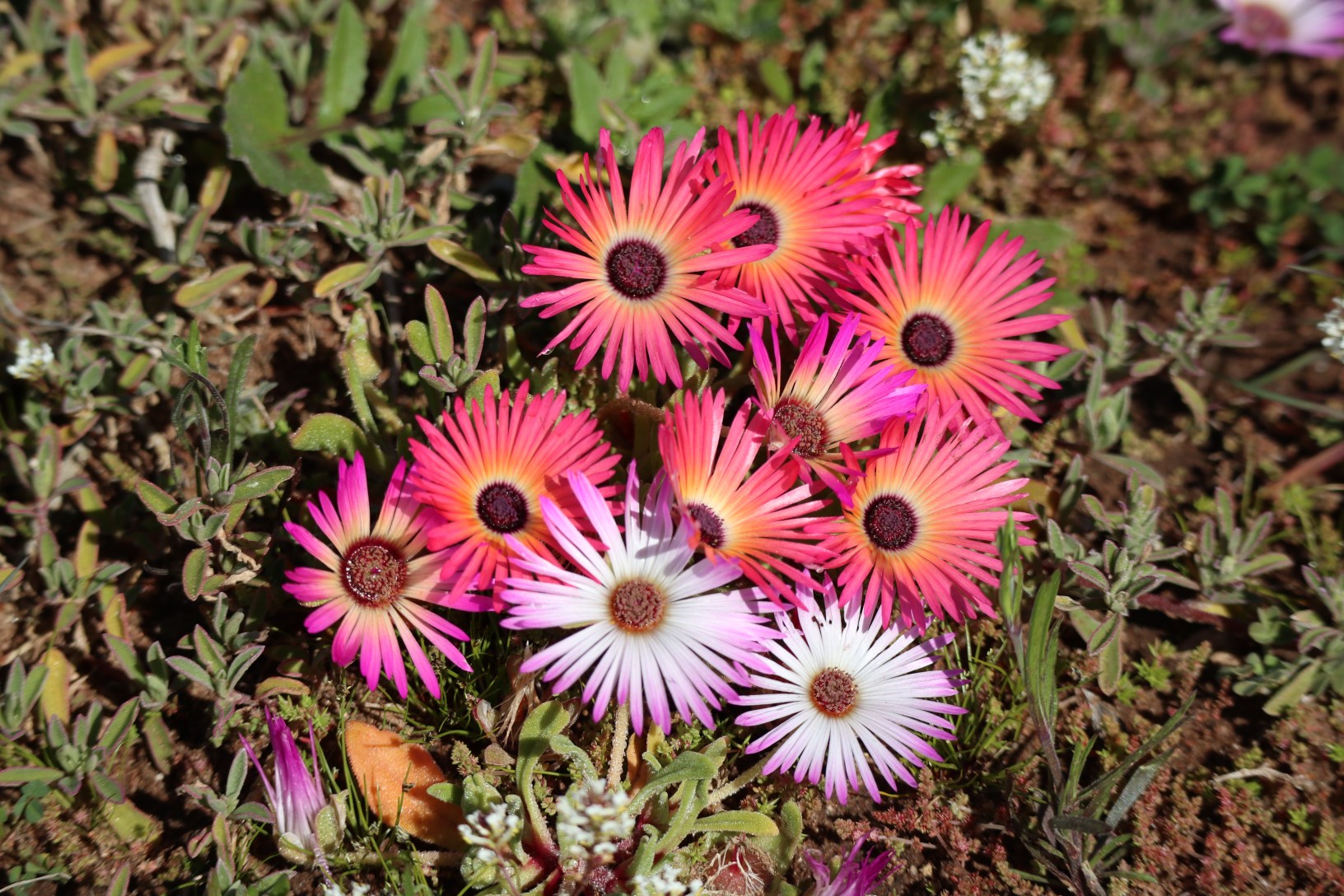 Postberg Nature Reserve – Spring Wildflowers, Langebaan (South Africa ...