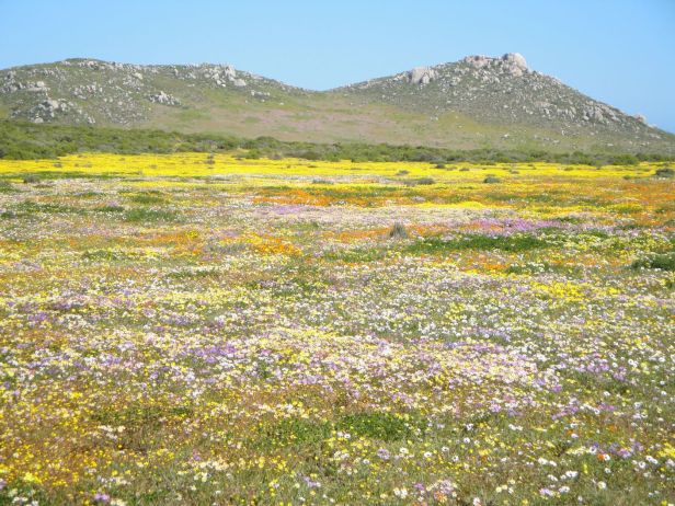 Postberg Flower Trail: 2-Day Hiking Trail, Langebaan (South Africa ...