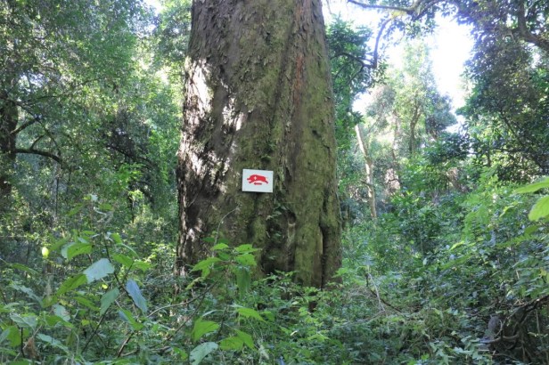Hogsback – Big Tree and Waterfall (South Africa) – Wet and Dusty Roads