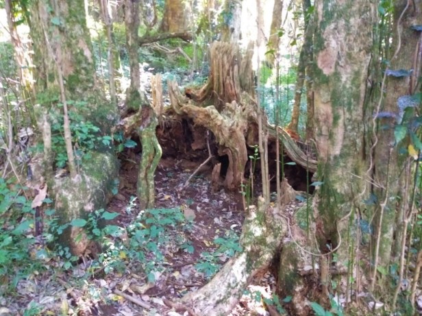 Hogsback – Big Tree and Waterfall (South Africa) – Wet and Dusty Roads