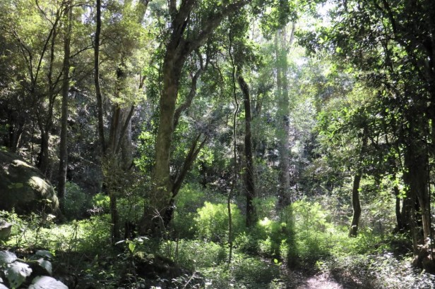 Hogsback – Big Tree and Waterfall (South Africa) – Wet and Dusty Roads