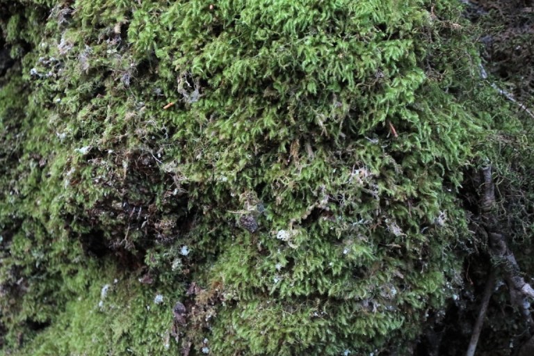 Hogsback – Big Tree and Waterfall (South Africa) – Wet and Dusty Roads