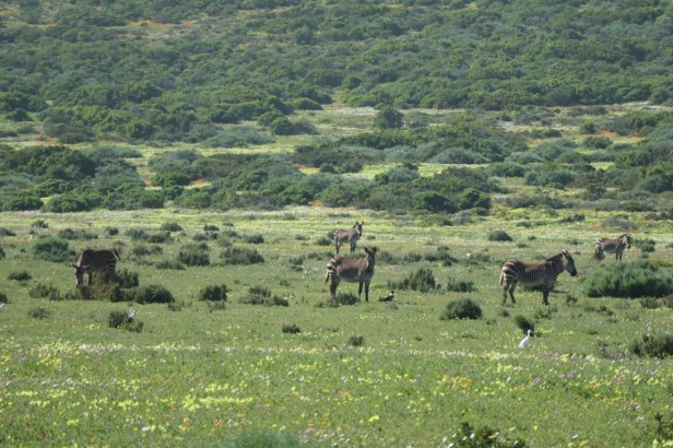 Postberg & West Coast National Park – 2023, Langebaan (South Africa ...