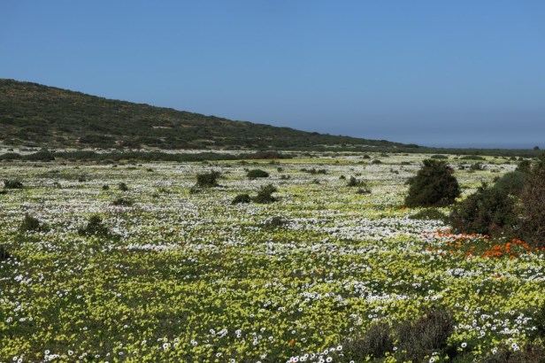Postberg & West Coast National Park – 2023, Langebaan (South Africa ...