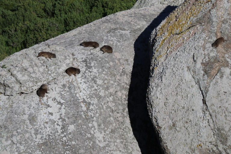 Postberg & West Coast National Park – 2023, Langebaan (South Africa ...