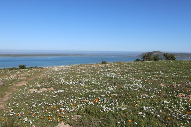 Postberg & West Coast National Park – 2023, Langebaan (South Africa ...