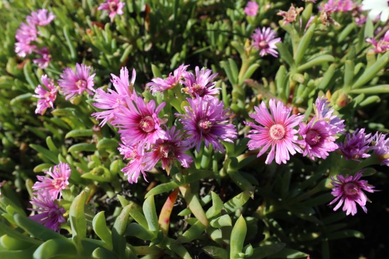 Postberg & West Coast National Park – 2023, Langebaan (South Africa ...