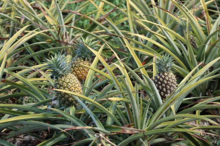 World’s biggest pineapple building, Bathurst (South Africa) – Wet and ...