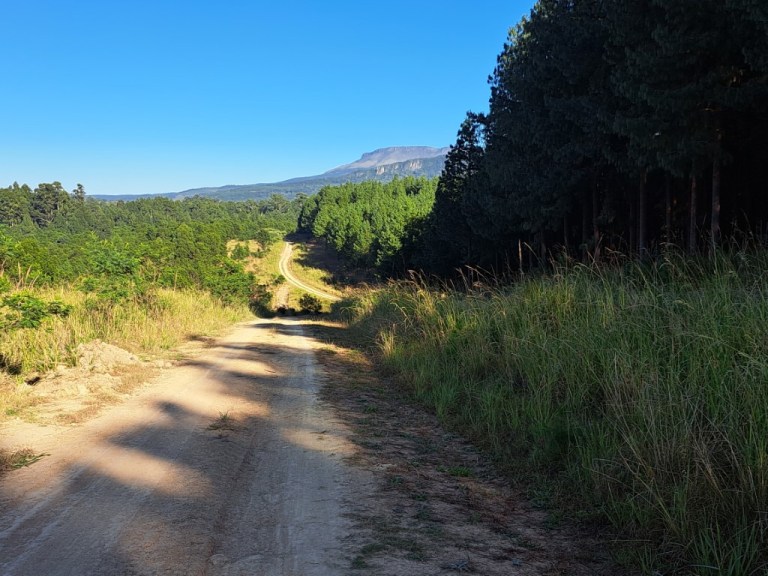 Forest Walk at The Shire Eco Lodge, Stutterheim (South Africa) – Wet ...