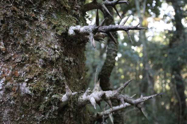 The Shire to Anderson Dam Hike – Kubusi Plantation, Stutterheim (South ...