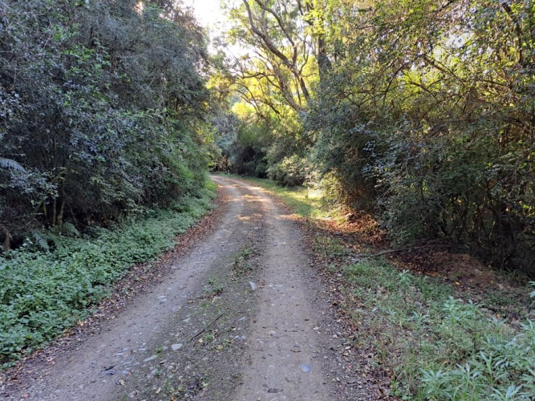 The Shire to Anderson Dam Hike – Kubusi Plantation, Stutterheim (South ...