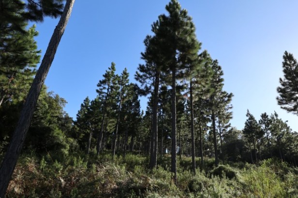 The Shire to Anderson Dam Hike – Kubusi Plantation, Stutterheim (South ...