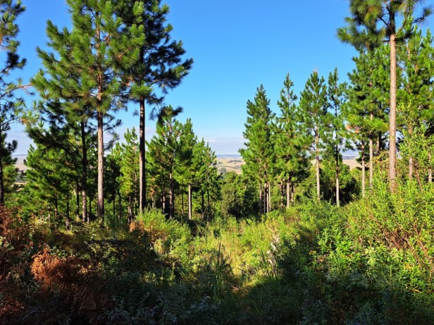 The Shire to Anderson Dam Hike – Kubusi Plantation, Stutterheim (South ...