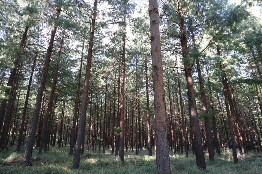 The Shire to Anderson Dam Hike – Kubusi Plantation, Stutterheim (South ...