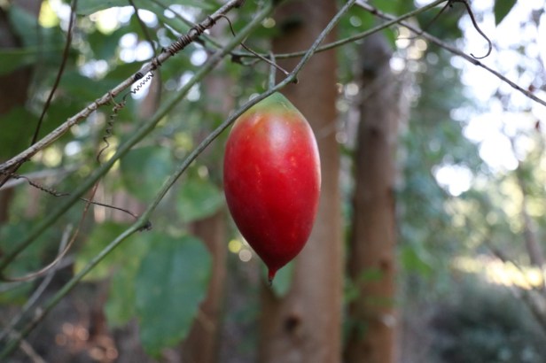 The Shire to Anderson Dam Hike – Kubusi Plantation, Stutterheim (South ...