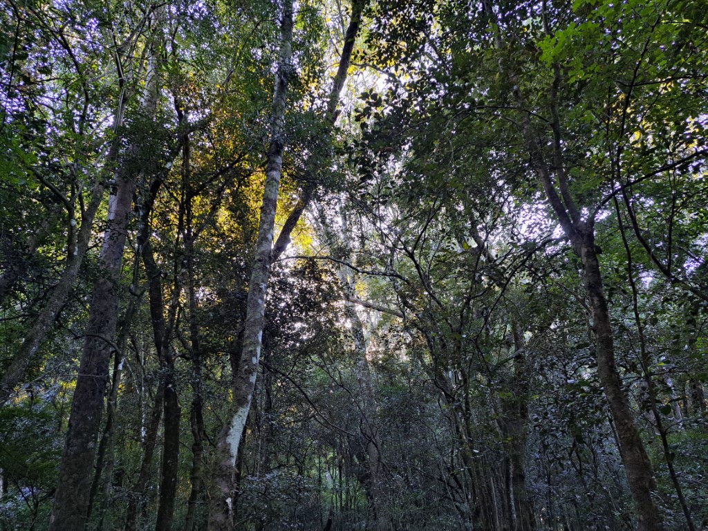 The Shire to Anderson Dam Hike – Kubusi Plantation, Stutterheim (South ...