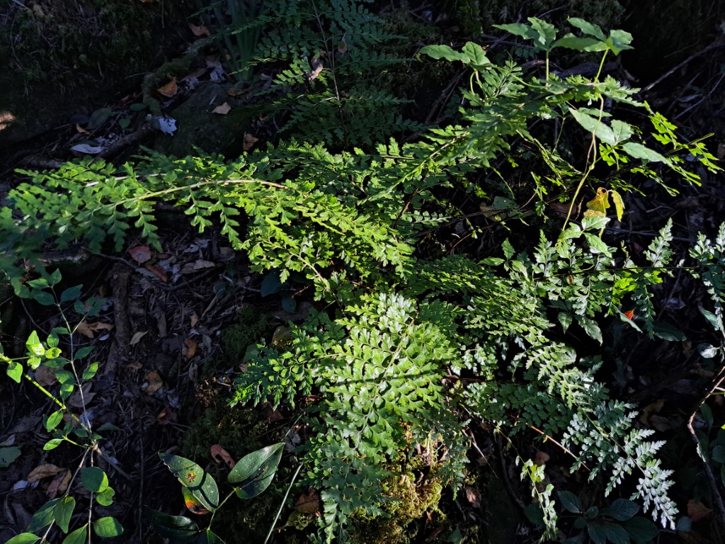 The Shire to Anderson Dam Hike – Kubusi Plantation, Stutterheim (South ...