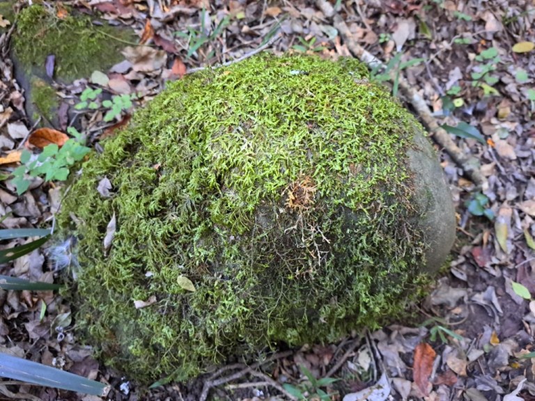 The Shire to Anderson Dam Hike – Kubusi Plantation, Stutterheim (South ...