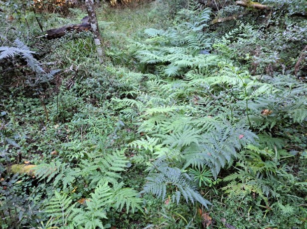 The Shire to Anderson Dam Hike – Kubusi Plantation, Stutterheim (South ...