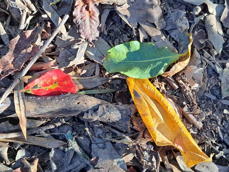 The Shire to Anderson Dam Hike – Kubusi Plantation, Stutterheim (South ...