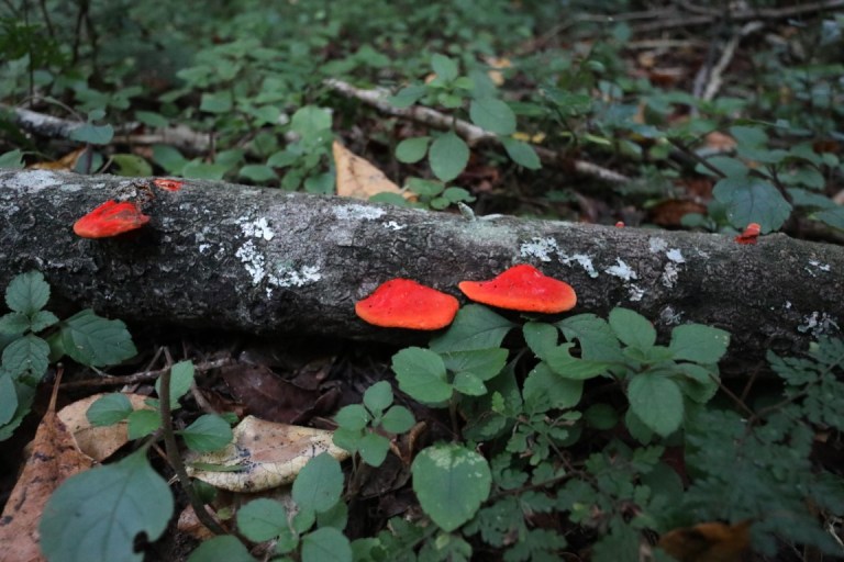 The Shire to Anderson Dam Hike – Kubusi Plantation, Stutterheim (South ...