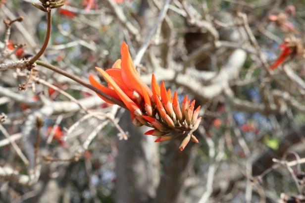 Great Kei Bridge & Old Church in Komga, Wild Coast (South Africa) – Wet ...