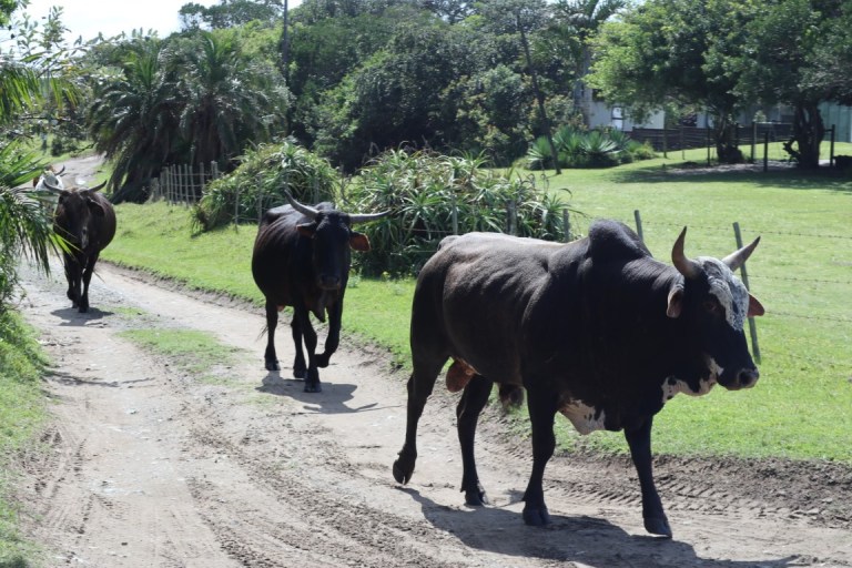 Mazeppa Bay, Eastern Cape Province (South Africa) – Wet and Dusty Roads