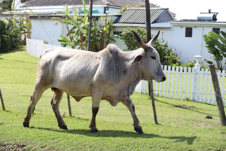 Mazeppa Bay, Eastern Cape Province (South Africa) – Wet and Dusty Roads